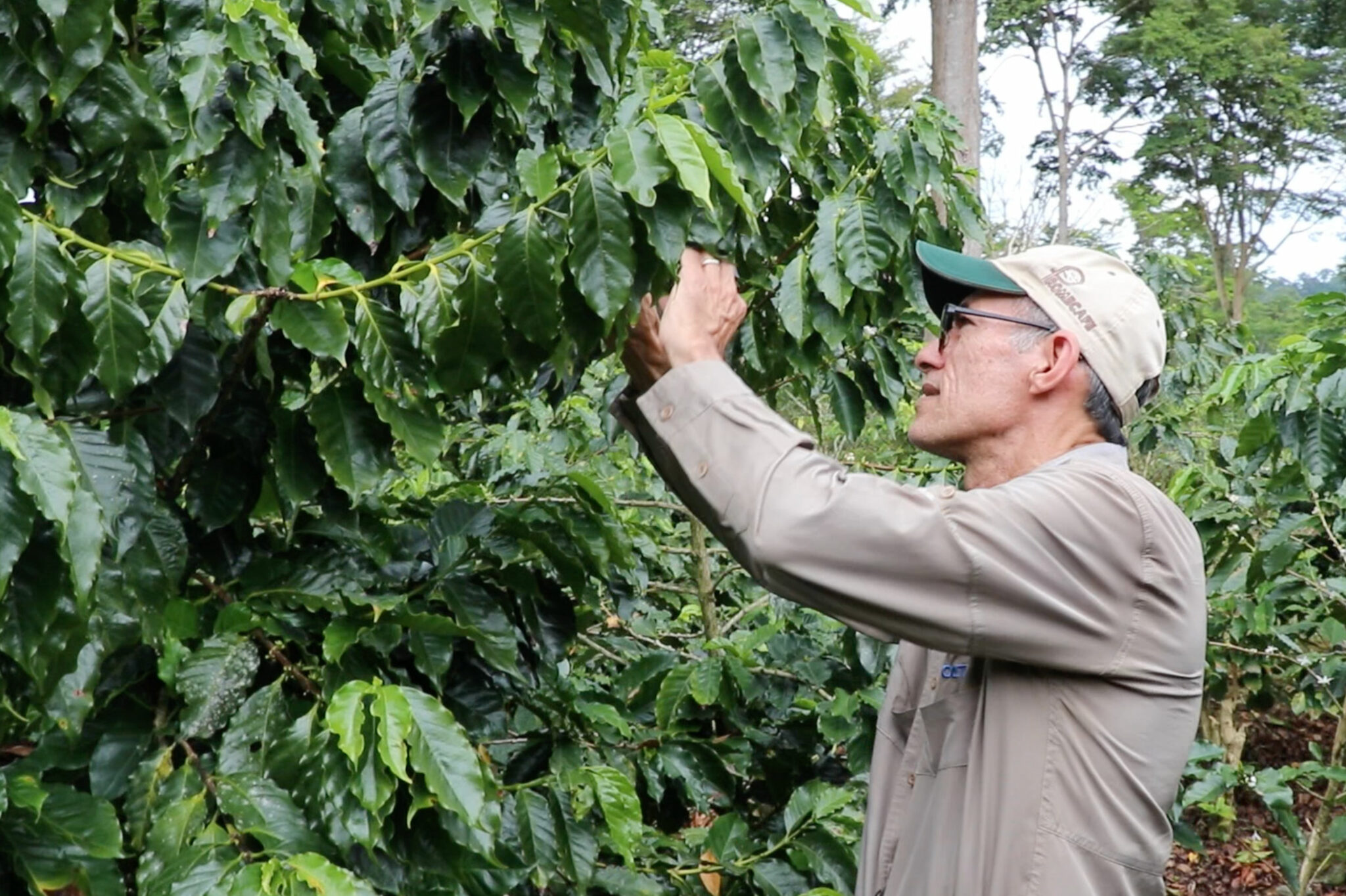 Inicio - Programa Internacional en Caficultura Sostenible y Regenerativa